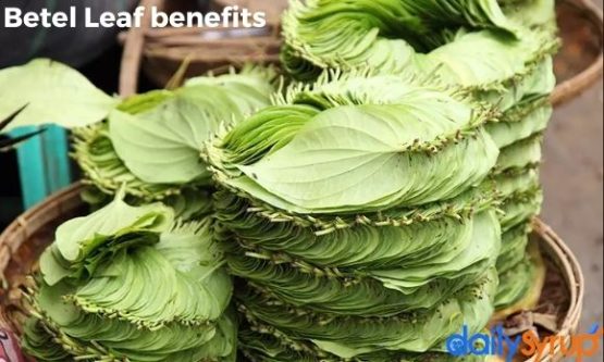 Betel Leaf benefits - DailySyrup